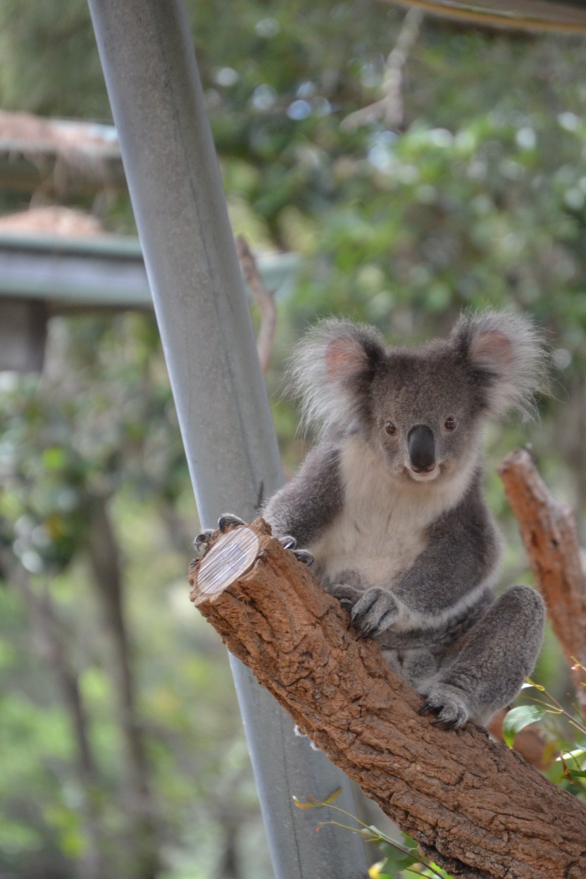 Conservation, Education & Plenty of Fun at Taronga Zoo – Sydney – The ...