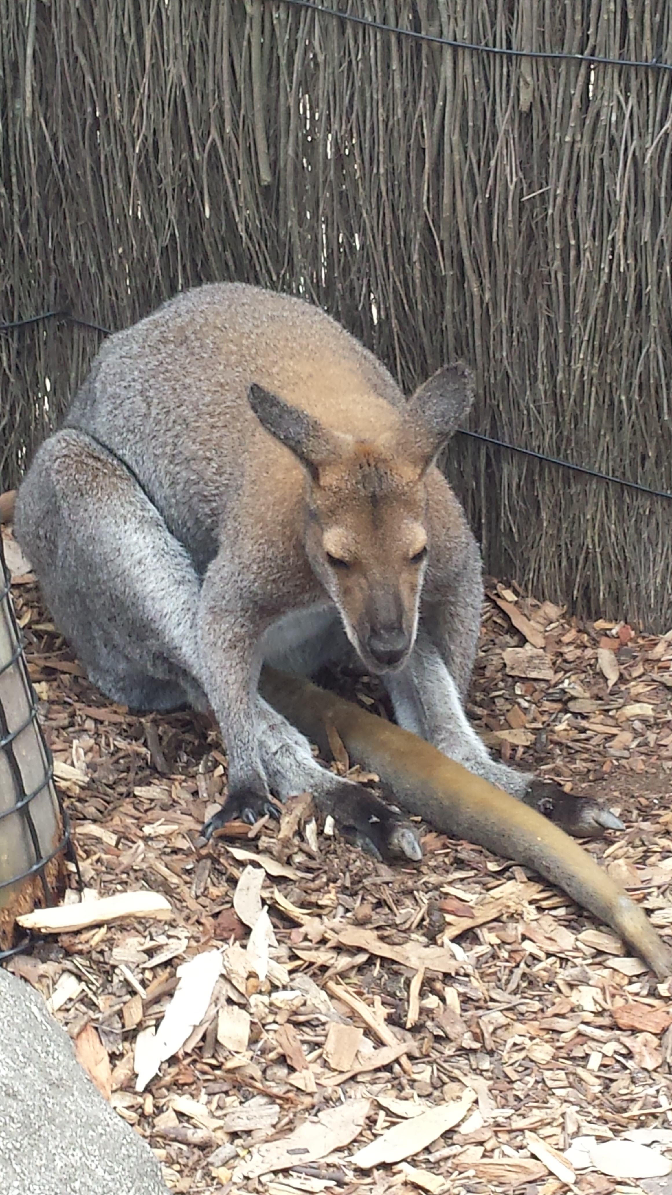Conservation, Education & Plenty of Fun at Taronga Zoo – Sydney – The ...